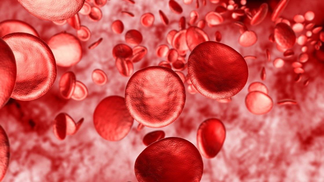 Woraus Blut besteht und welche Funktionen es übernimmt